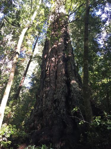 Book Benbow Historic Inn, Garberville, California - Hotels.com
