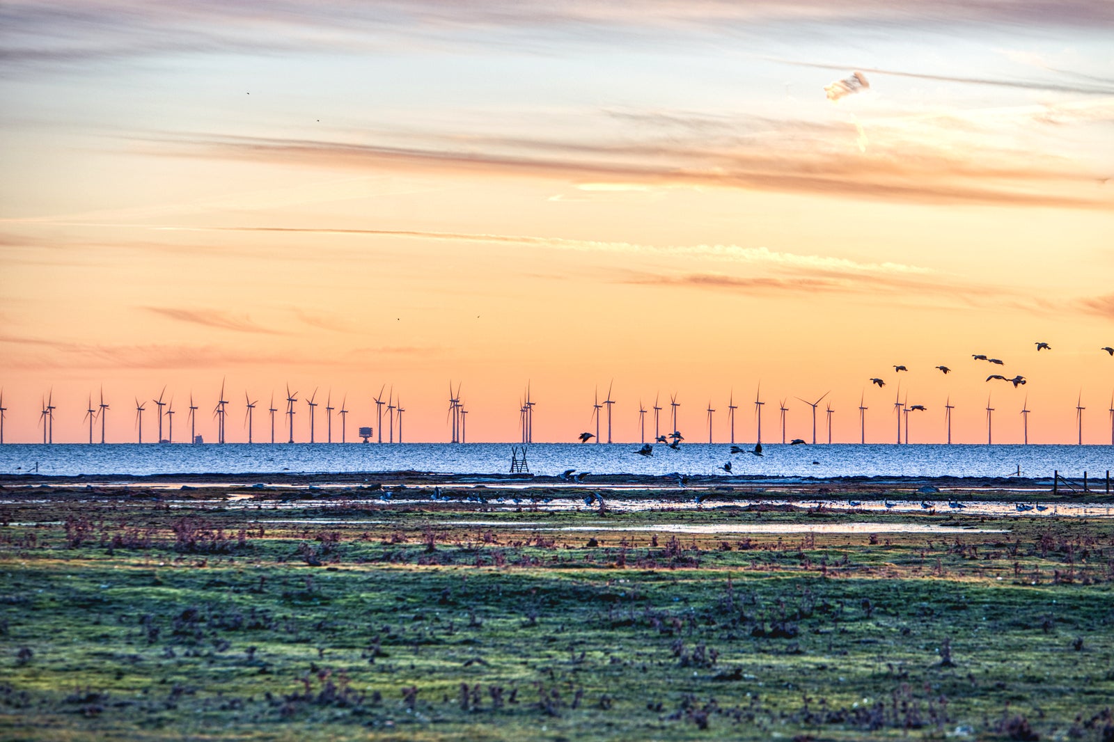 Bunkeflo strandängar i Malmö - Malmös första naturreservat alldeles vid ...