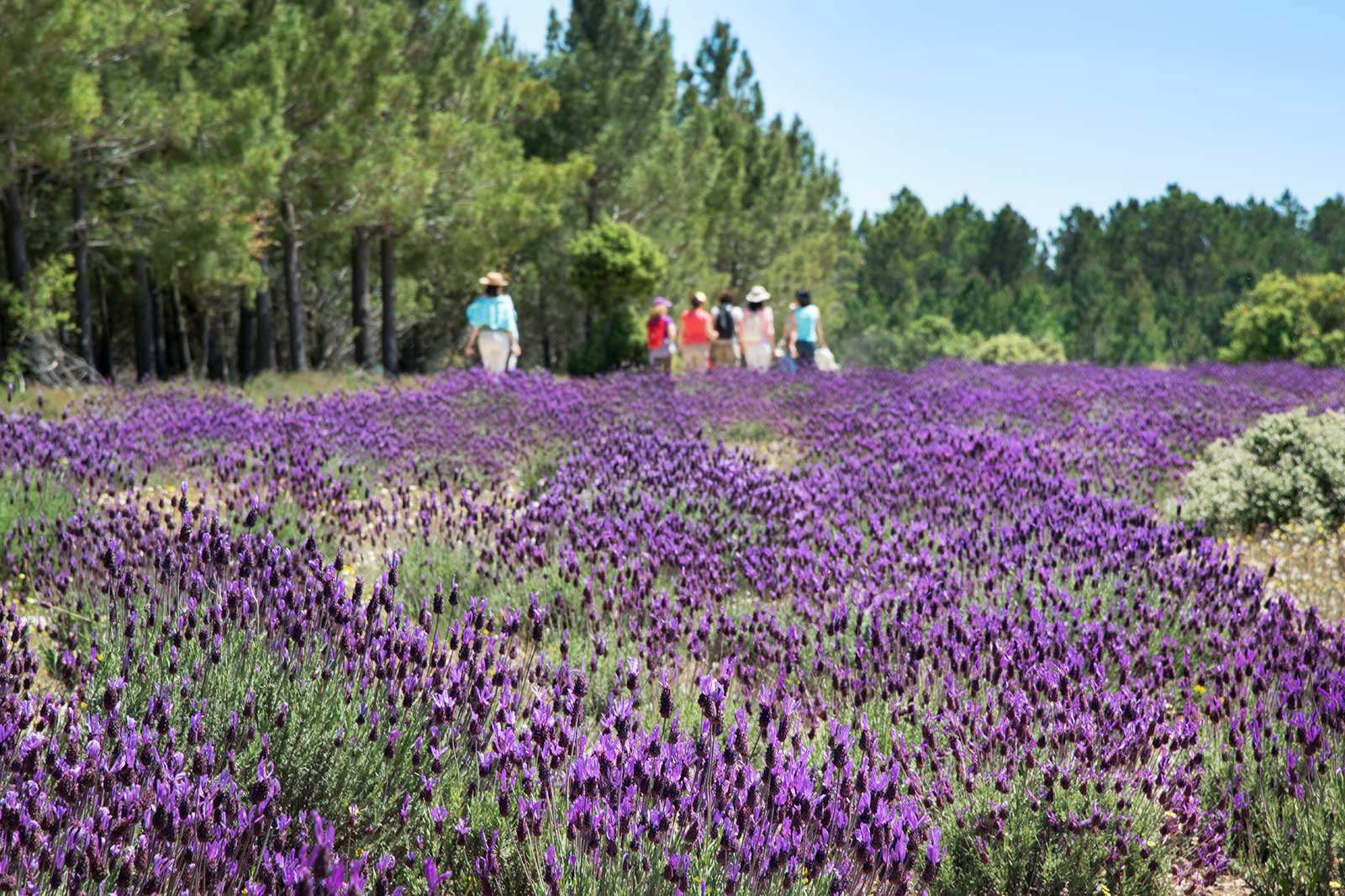 10 Best Lavender Fields in London - Where are the Most Popular Lavender ...