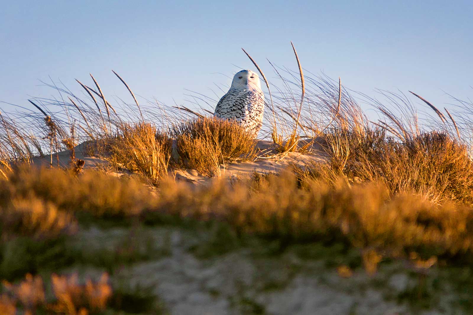 10 Best Beaches in Boston - What is the Most Popular Beach in Boston ...