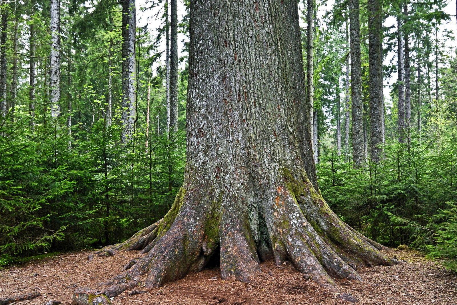 10 Best Natural Sights around The Black Forest - Escape to The Black ...