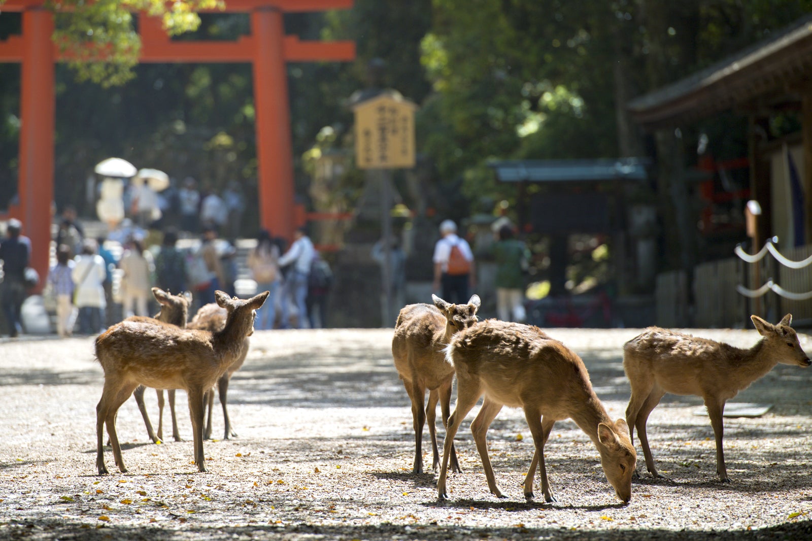 10 Interesting Villages and Sights near Osaka - Escape Osaka on a Road ...