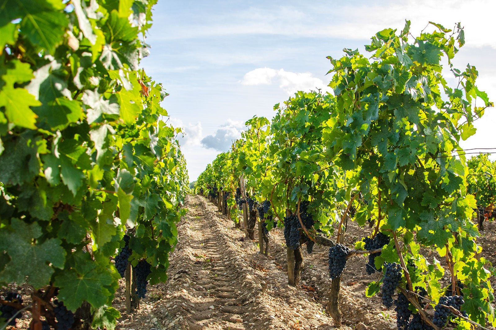 10 Best Bordeaux Vineyards & Wineries - Where to Find Bordeaux’s Finest ...
