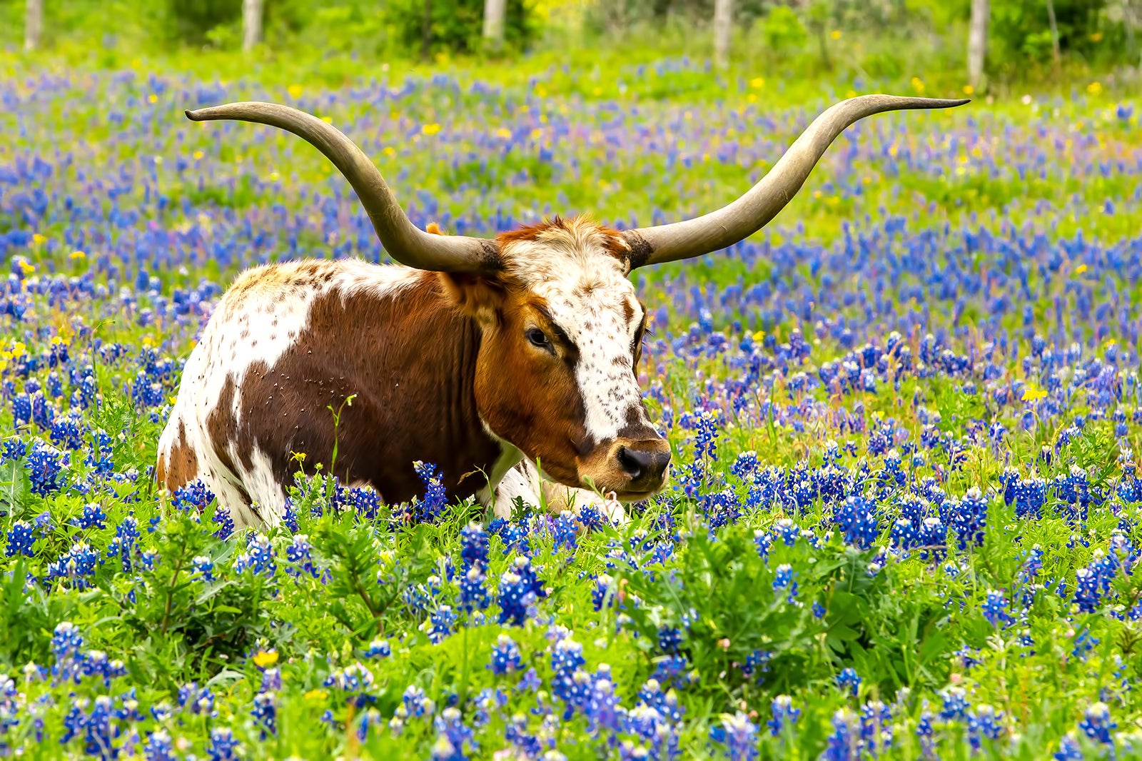 Things to Do in Texas - Texas travel guide - Go Guides