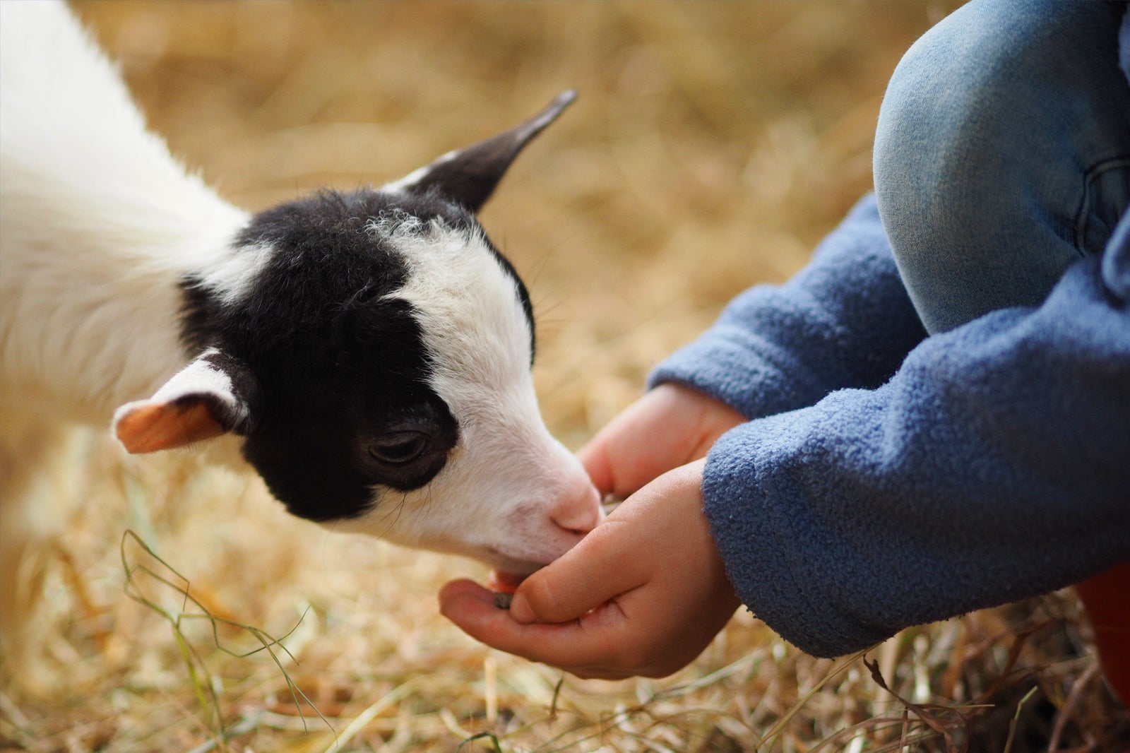 10 Best Things to Do in Napa - What is Napa Best Known For? – Go Guides