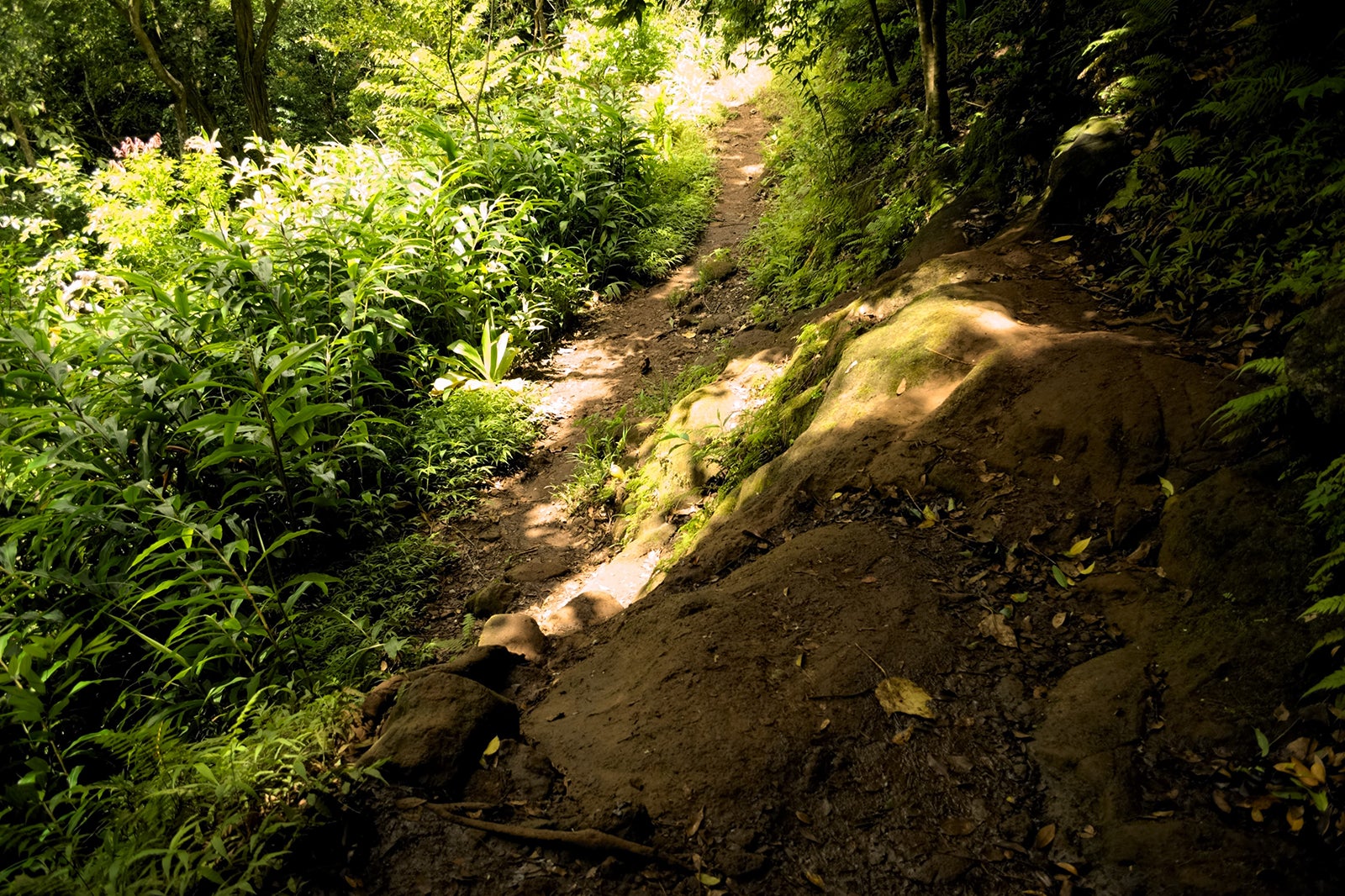 Makiki Arboretum Trail - Make Your Way Through Round Top Forest Reserve ...