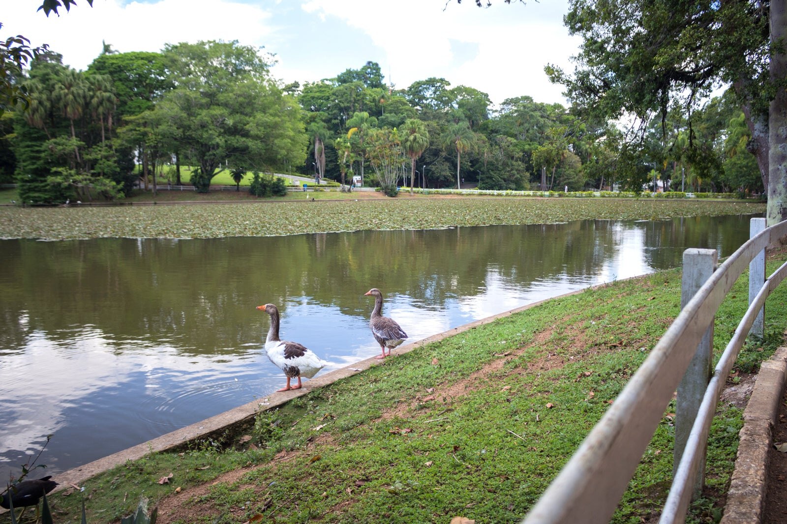 10 melhores coisas para fazer em Campos do Jordão - Quais as principais ...