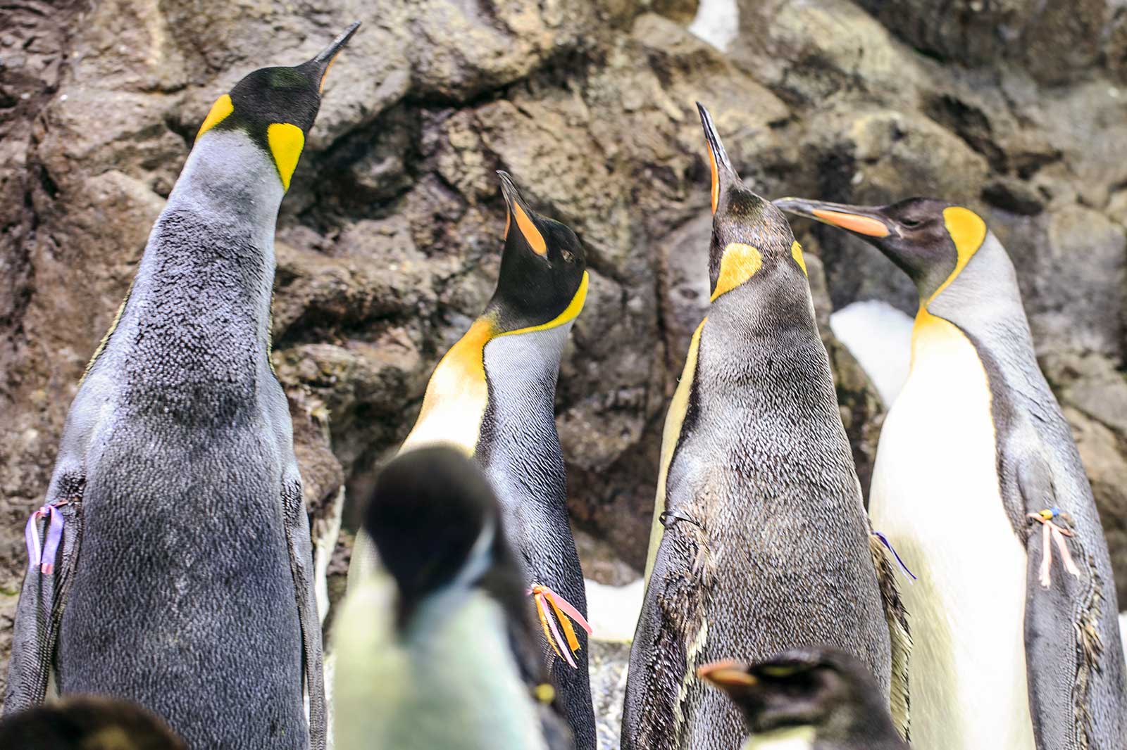 10 Best Things to Do in Calgary in Winter - Make the Most of Your ...