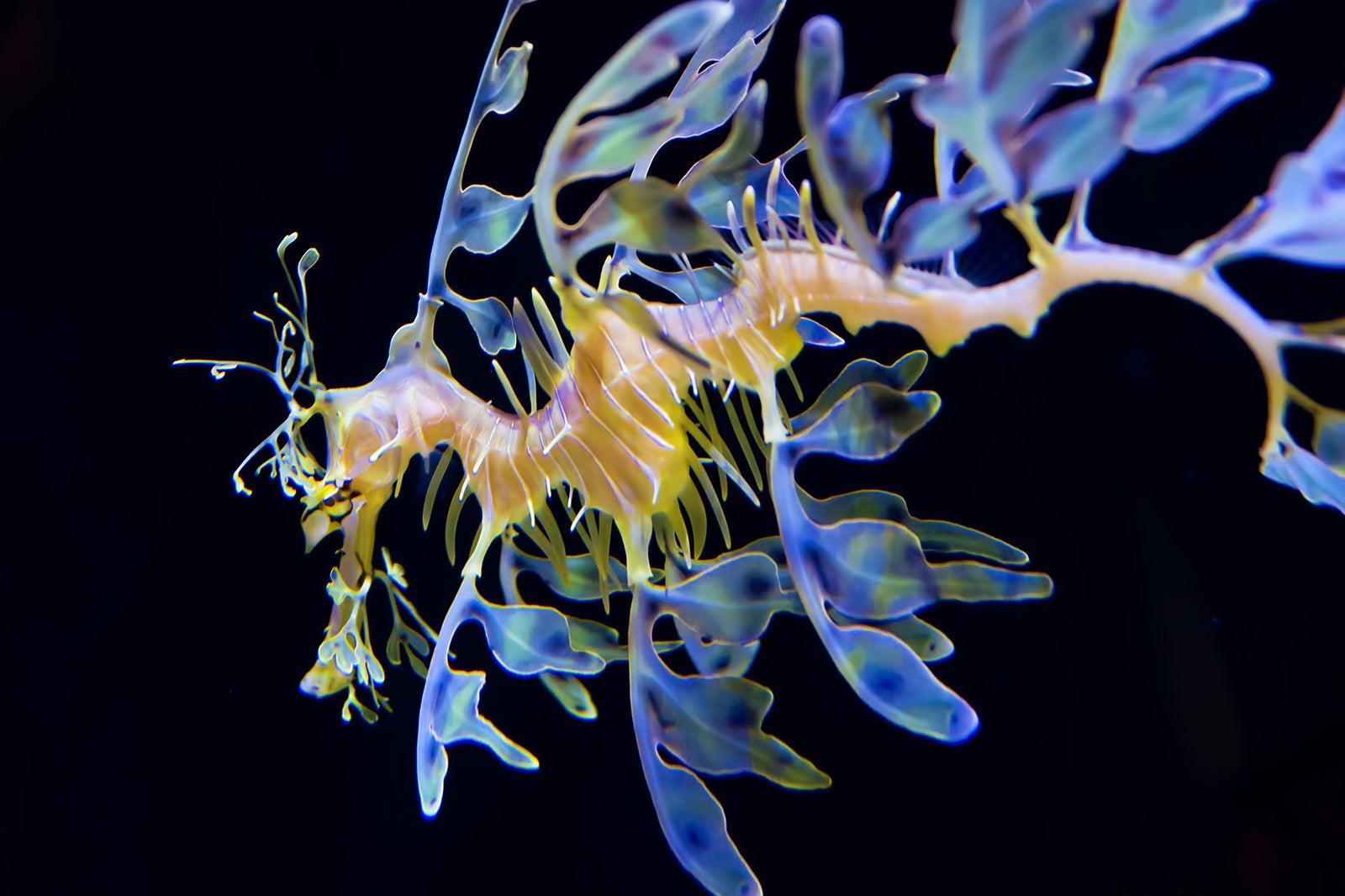 Birch Aquarium Scripps Institution of Oceanography - Discover and ...