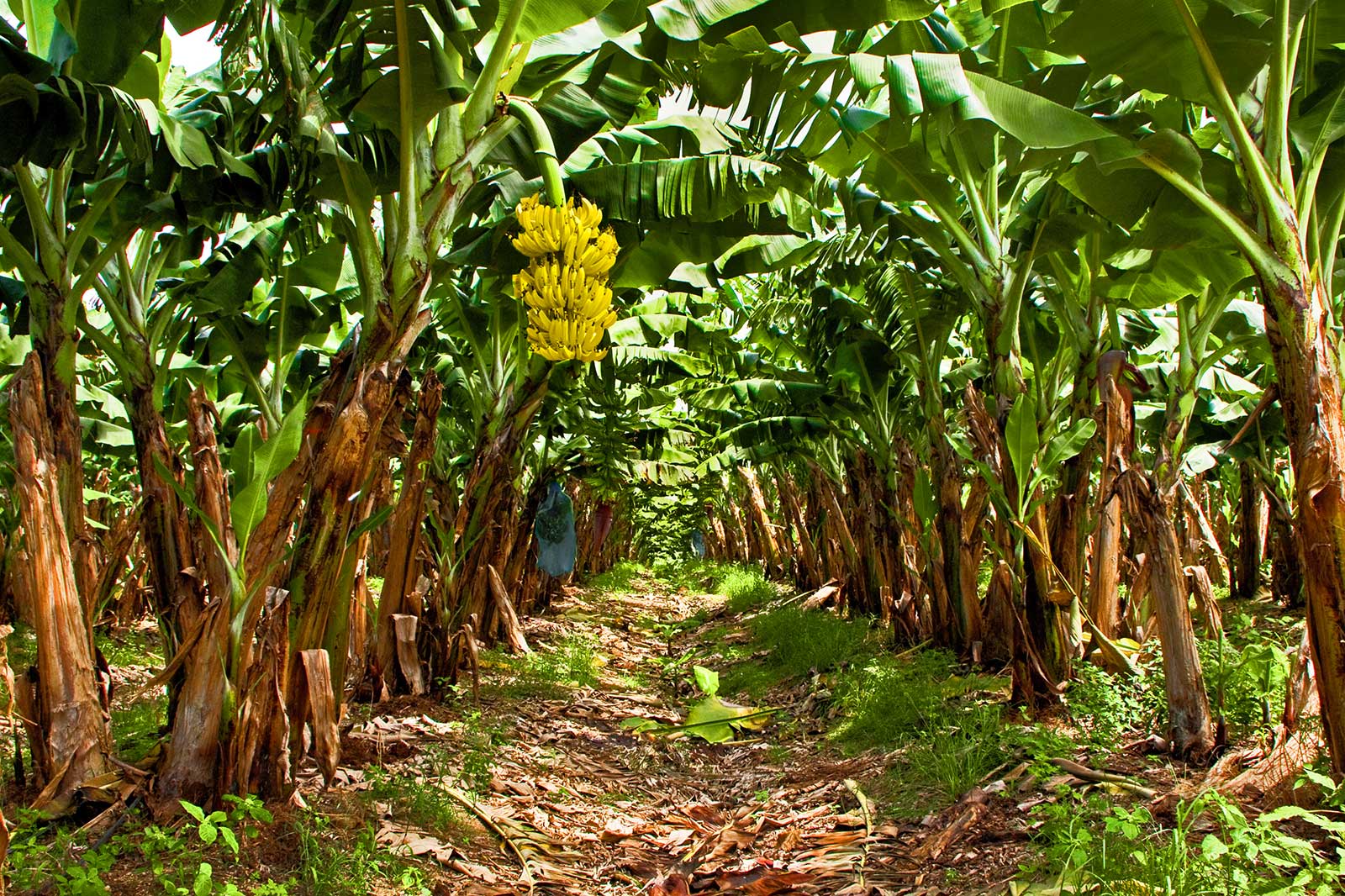 10 Best Villages and Towns in Martinique - Where to Stay in Martinique ...