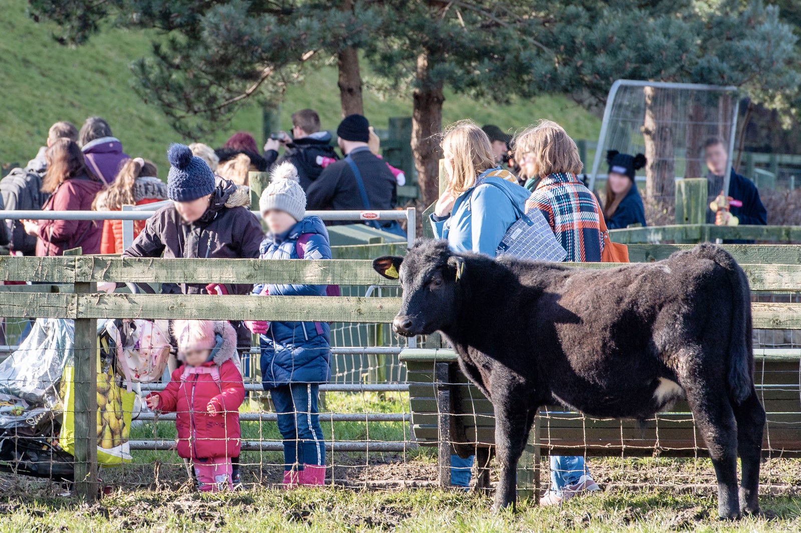 LOVE Gorgie Farm in Edinburgh - A little piece of the countryside in ...