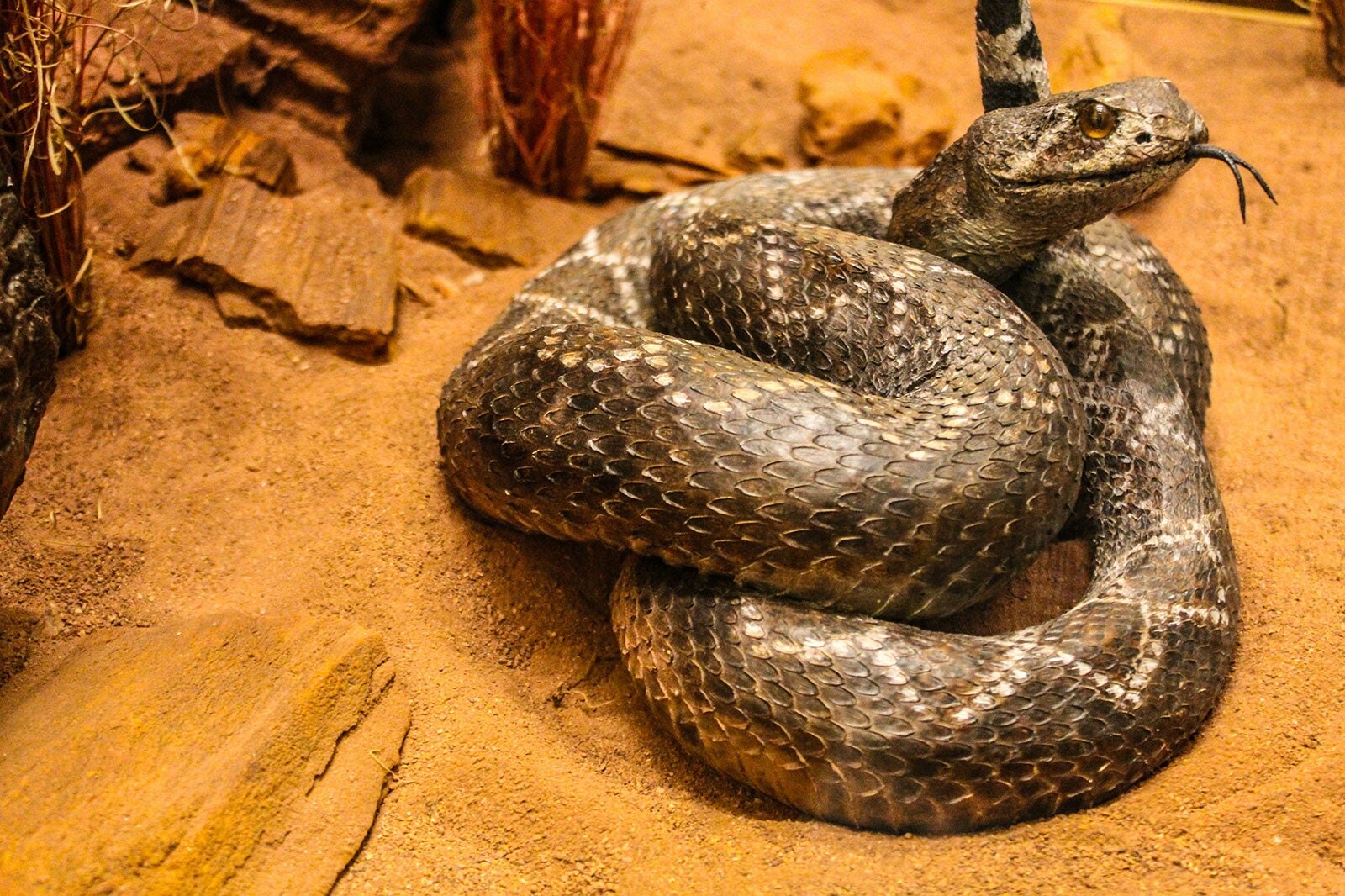 10 Best Museums in Albuquerque - Where to Discover Albuquerque History ...