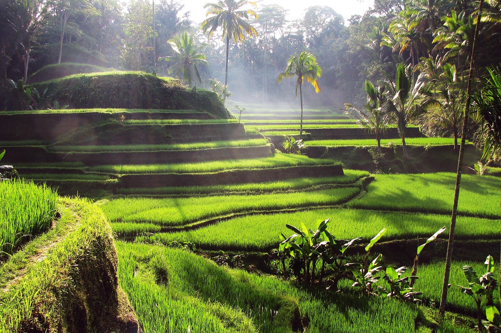 Tegallalang Rice Terraces In Bali Popular And Scenic Attraction In Tegallalang Rice Terraces In Bali Popular And Scenic Attraction In