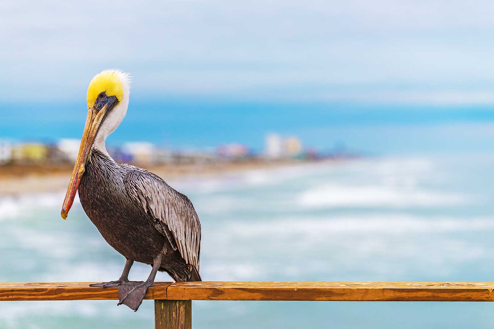 10 Best Beaches near Charlotte - What is the Most Popular Beach Near ...