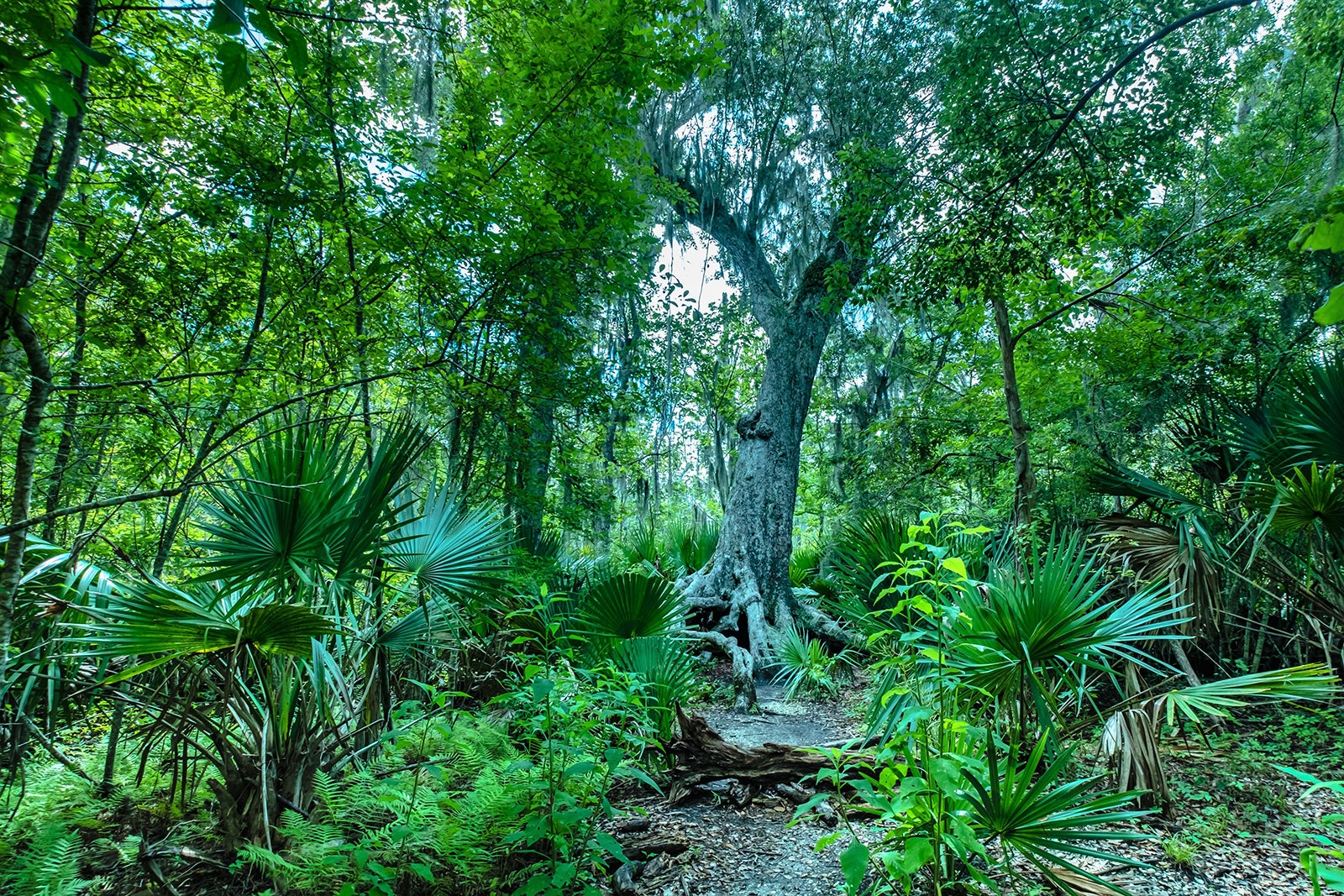 Barataria Preserve Near New Orleans - A Wildlife Preserve in the Deep ...