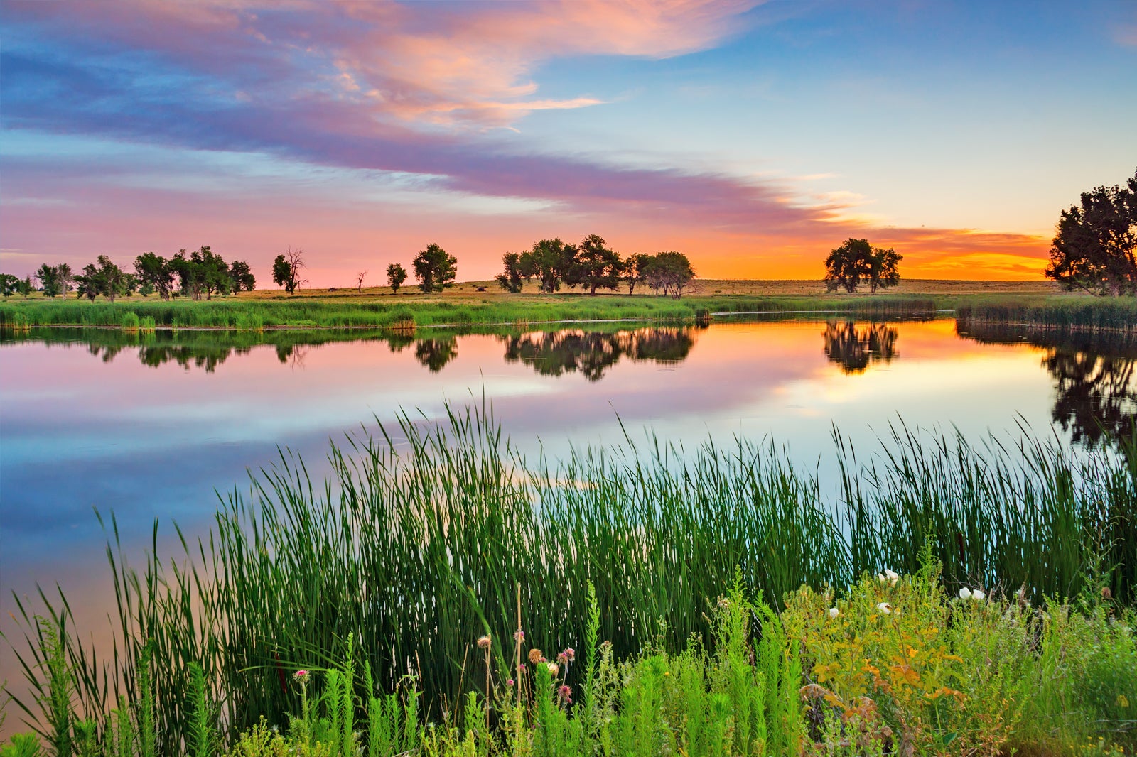 Denver Botanic Gardens - Discover Vibrant Greenery - Go Guides