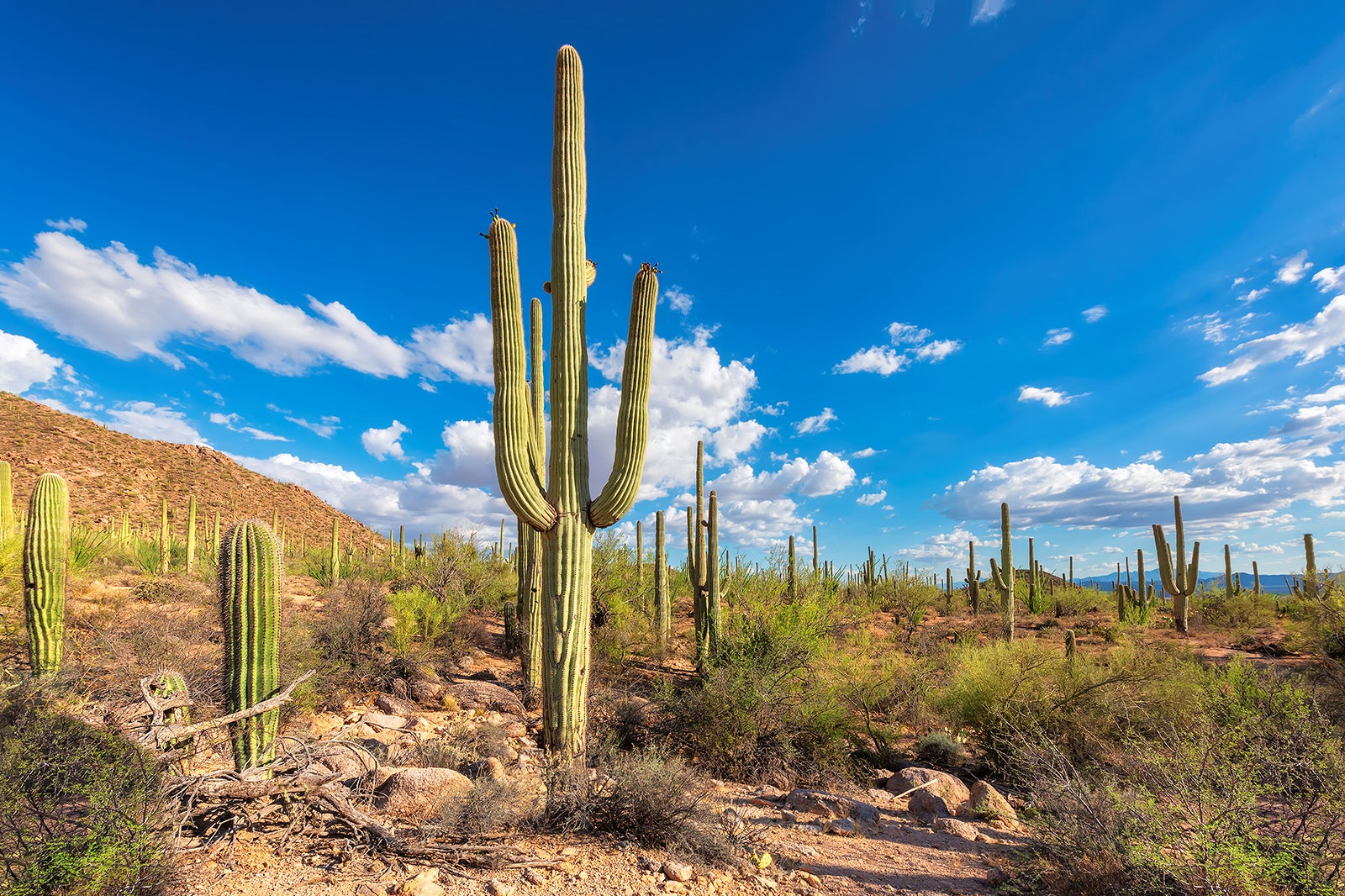 10 Mistakes People Make When Visiting Phoenix - What Not to Do in ...