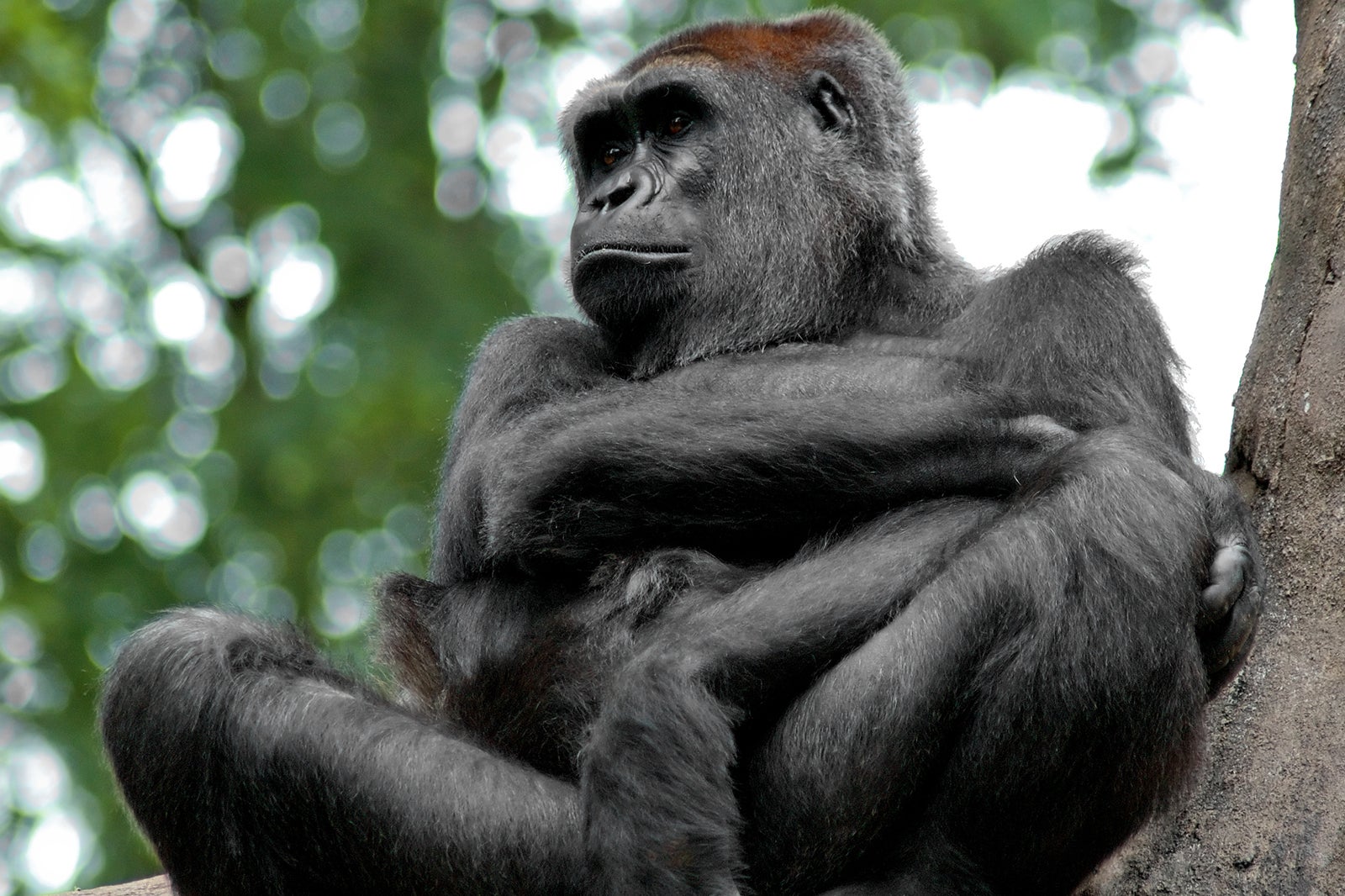 Zoo Atlanta - A Renowned Zoological Park in the U.S. – Go Guides