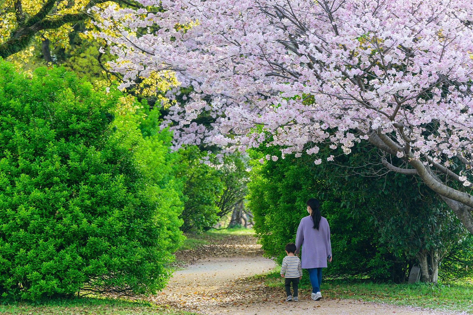 10 Best Things to Do in Kumamoto - What is Kumamoto Most Famous For ...