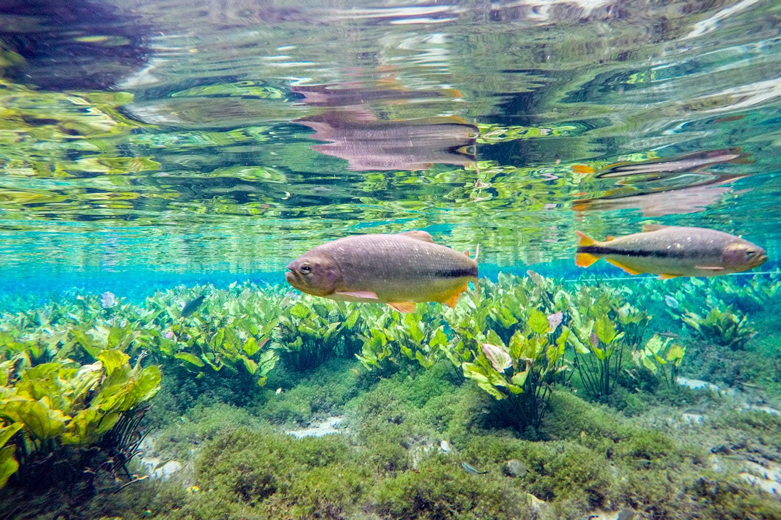 4 dicas infalíveis para curtir Bonito - Conheça Bonito, um dos ...