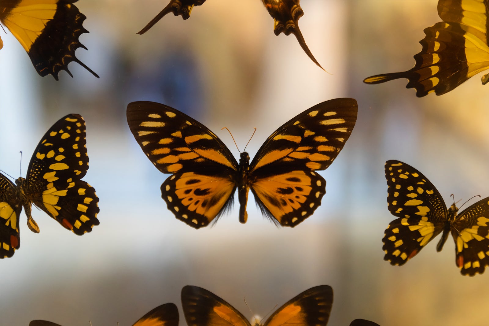 Fernbank Science Center in Atlanta - Education and Entertainment for ...