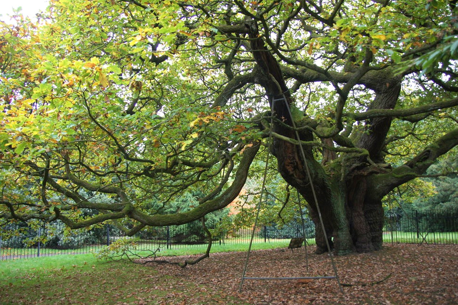The Law Oak - One Of The UK’s Oldest Trees and Favourite Parks - Go Guides