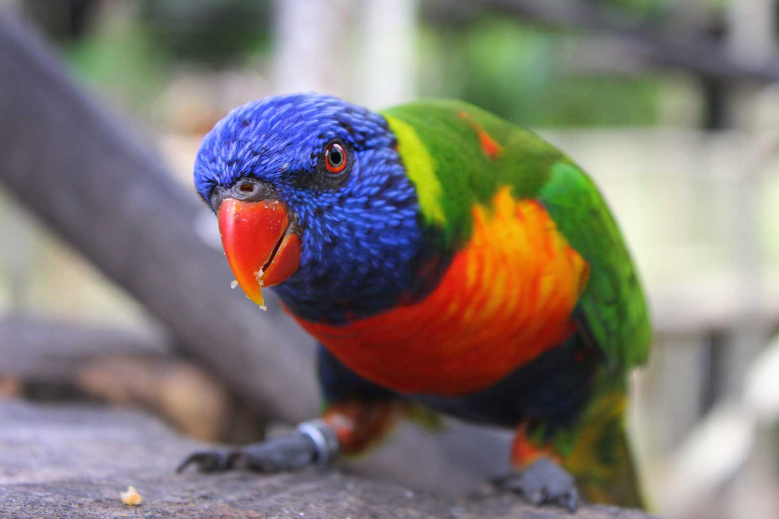 10 Best Villages and Towns in Martinique - Where to Stay in Martinique ...