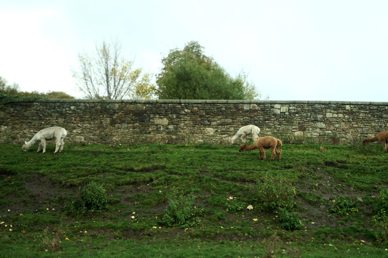 LOVE Gorgie Farm in Edinburgh - A little piece of the countryside in ...