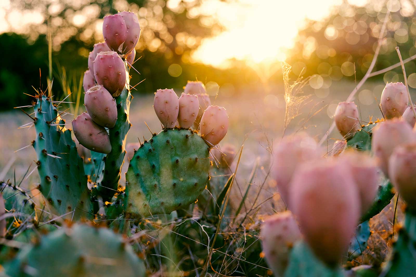 10 Best National Parks in Texas - Escape to Texas's Most Beautiful ...