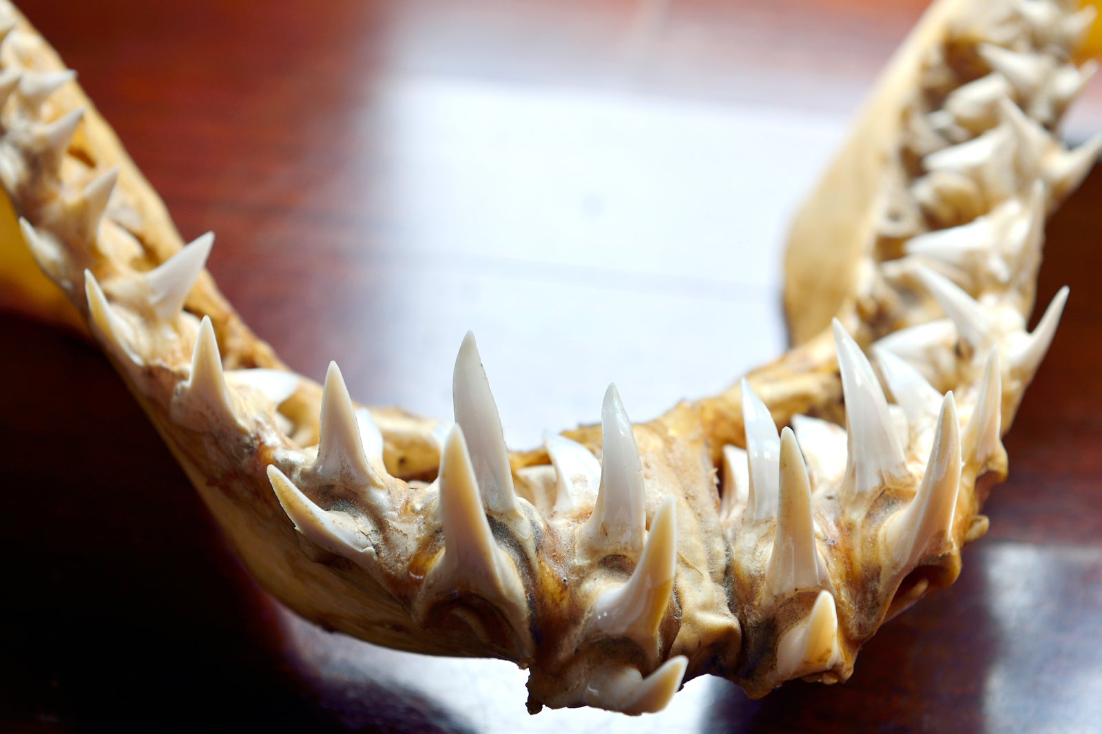 10 Best Family Things to Do in Cape Cod - What to Do for Fun on Cape ...