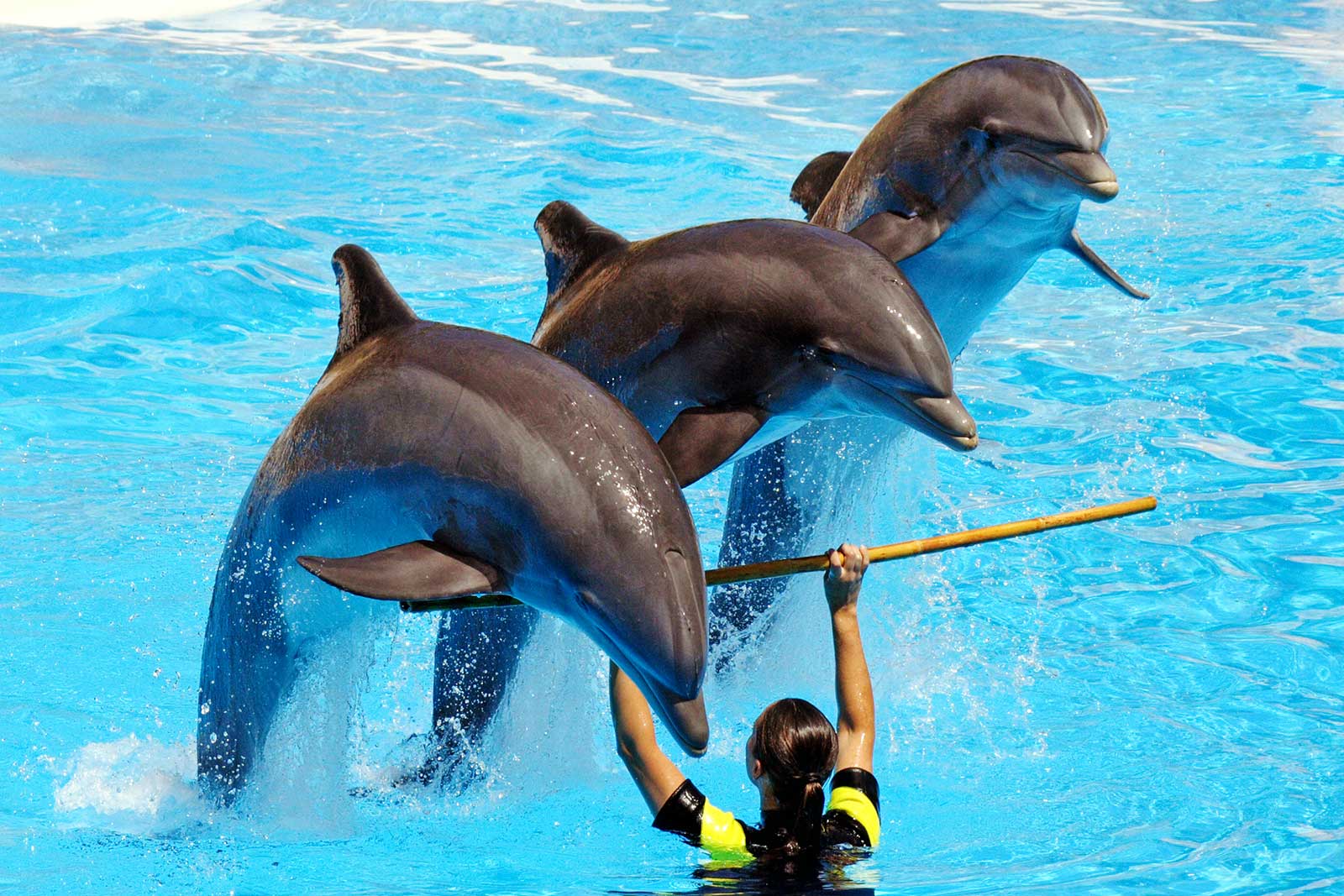 10 Best Theme Parks in Gold Coast - Where to Enjoy Thrilling Rides and ...