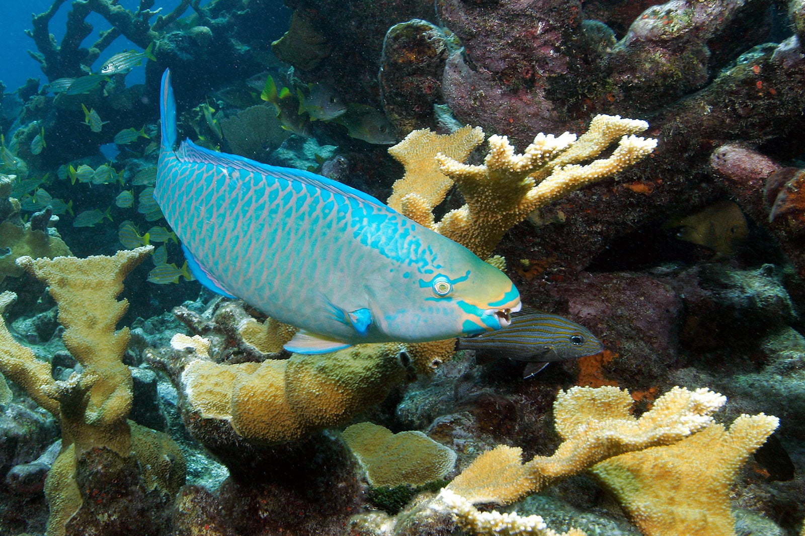 10 Best Places to Go Snorkeling in Key West - Where to Go in Key West ...