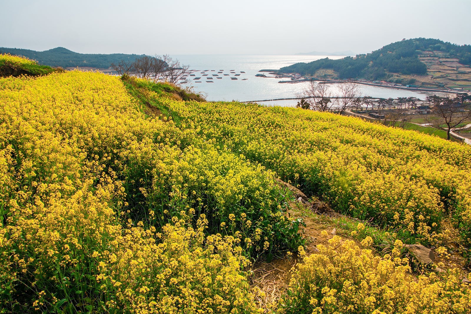10 Beautiful Islands in Korea Perfect for Slow Walks - Islands in Korea ...