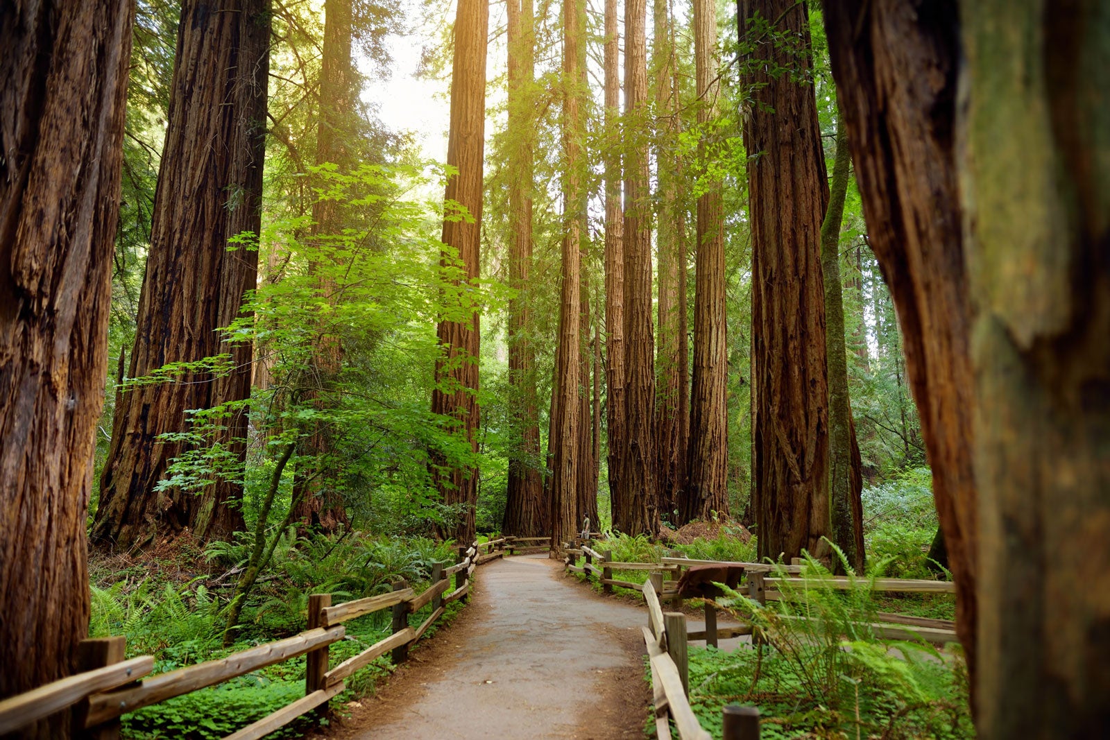 10 Best National Parks in California - Escape to California's Most ...